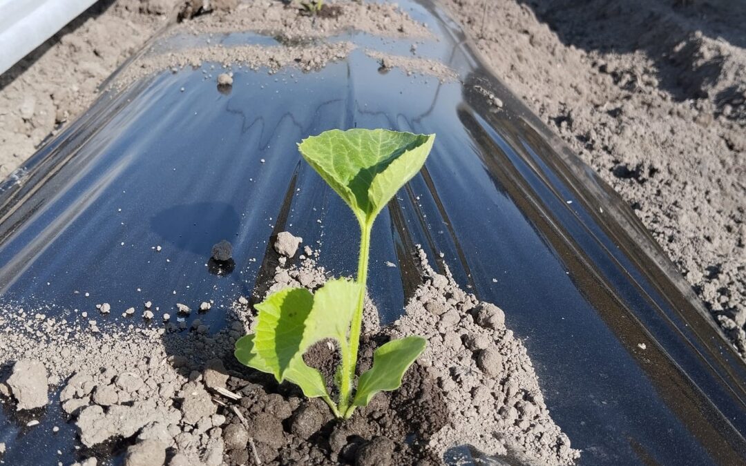 ¿Cómo plantamos los Melones Gamberro? - Melones Gamberro